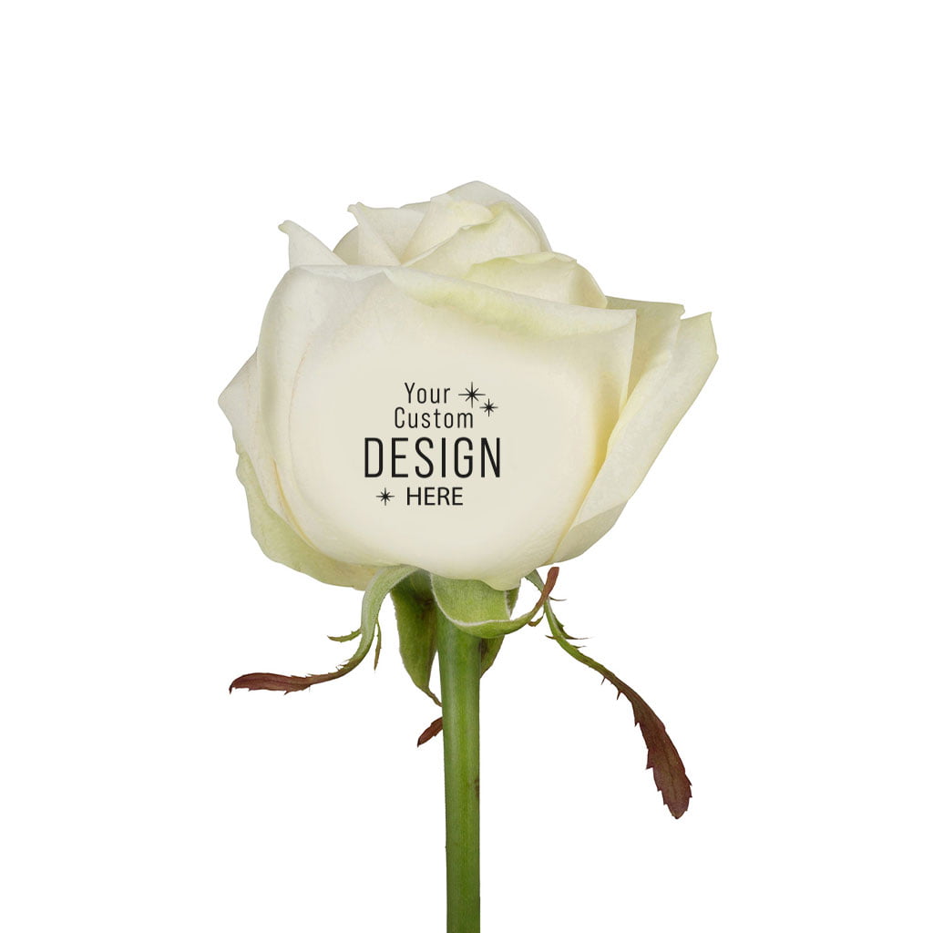 Waaiers | AP Productions